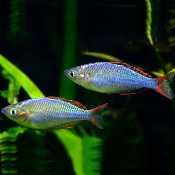 Aquarium & Reptile Depot
